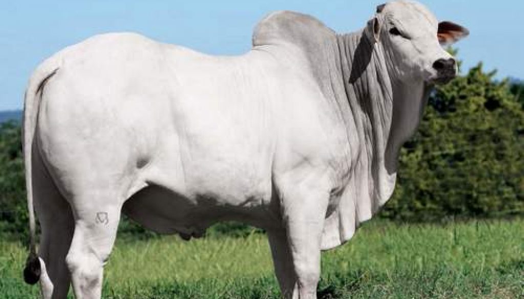 Boi – Instituto Céu Interior