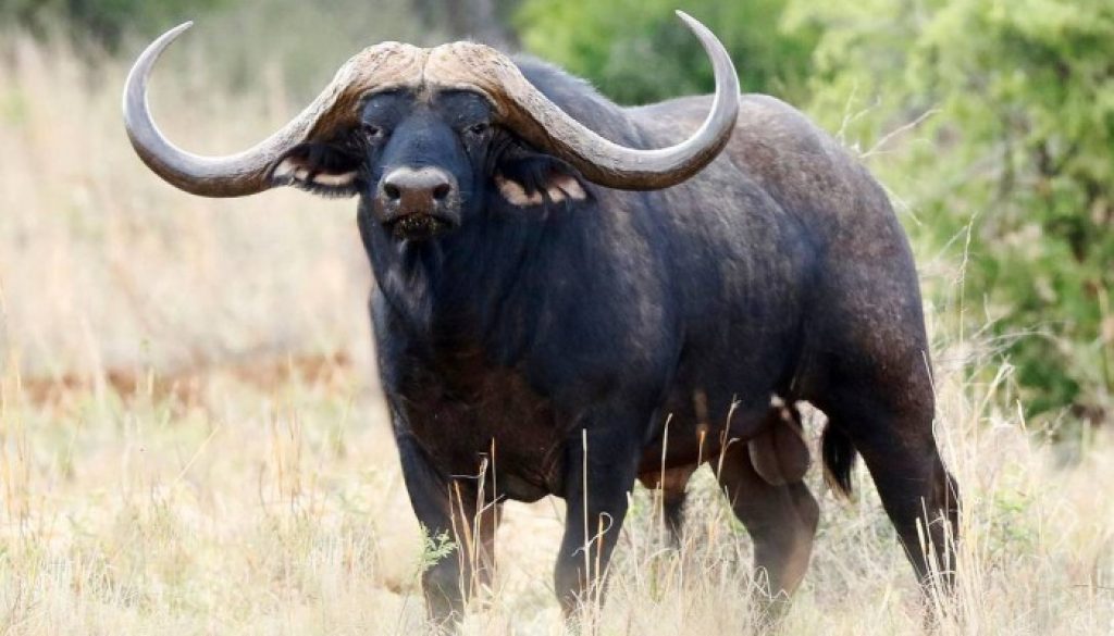 Búfalo – Instituto Céu Interior