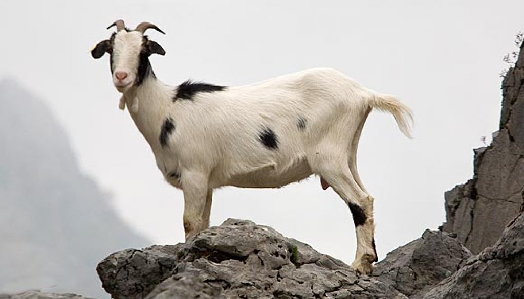 Cabra – Instituto Céu Interior