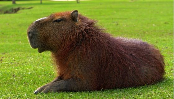 Capivara – Instituto Céu Interior