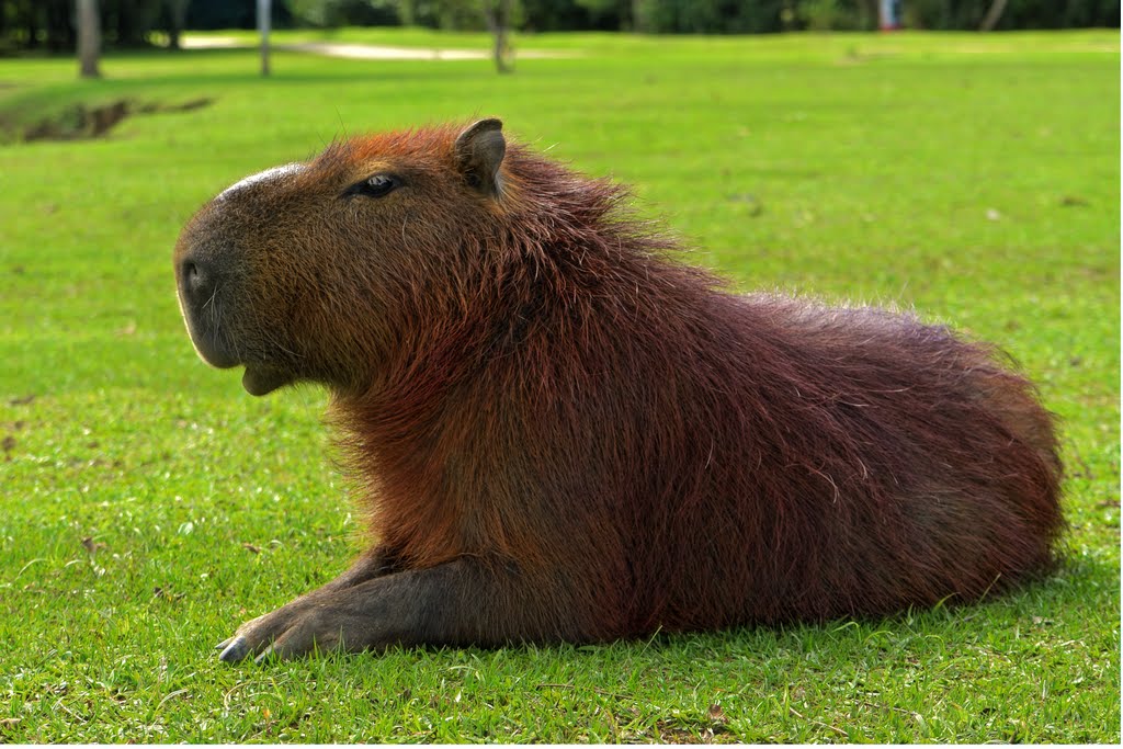 Capivara – Instituto Céu Interior