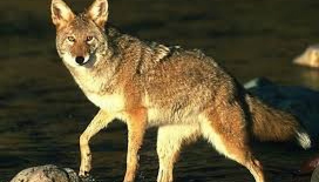 Coiote – Instituto Céu Interior