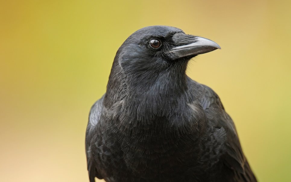 Corvo – Instituto Céu Interior