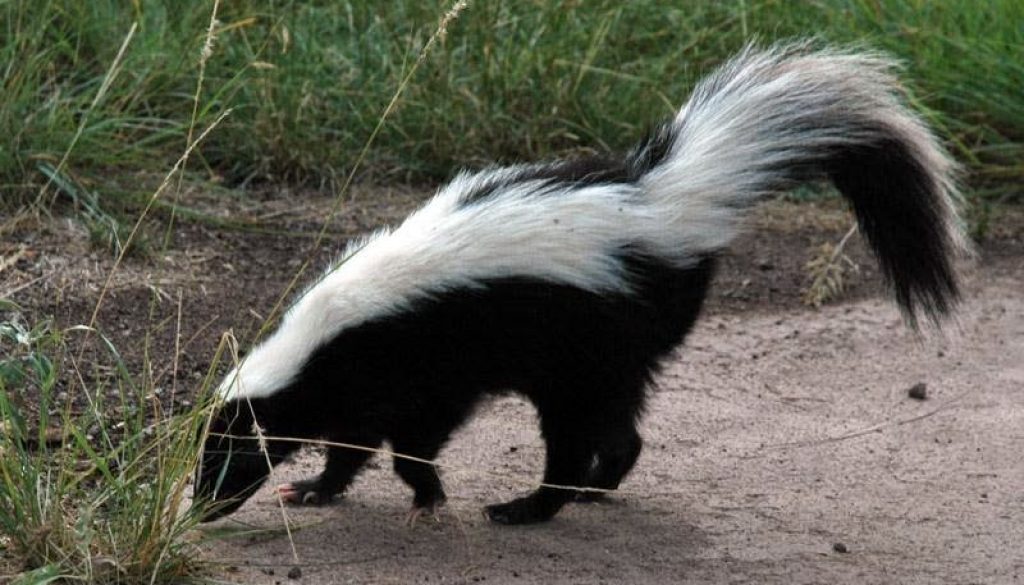 Gambá – Instituto Céu Interior