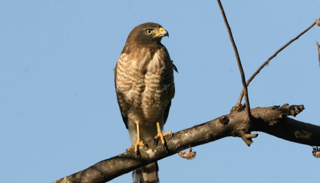Gavião – Instituto Céu Interior